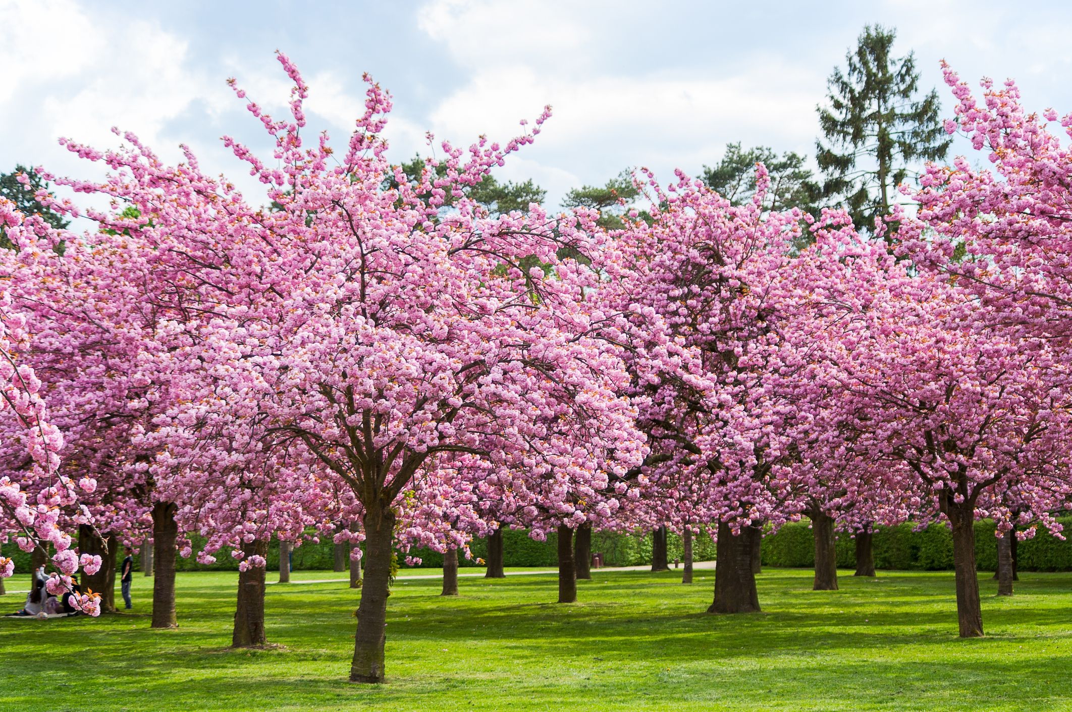 Spring Cherry Trees Wallpapers - Wallpaper Cave