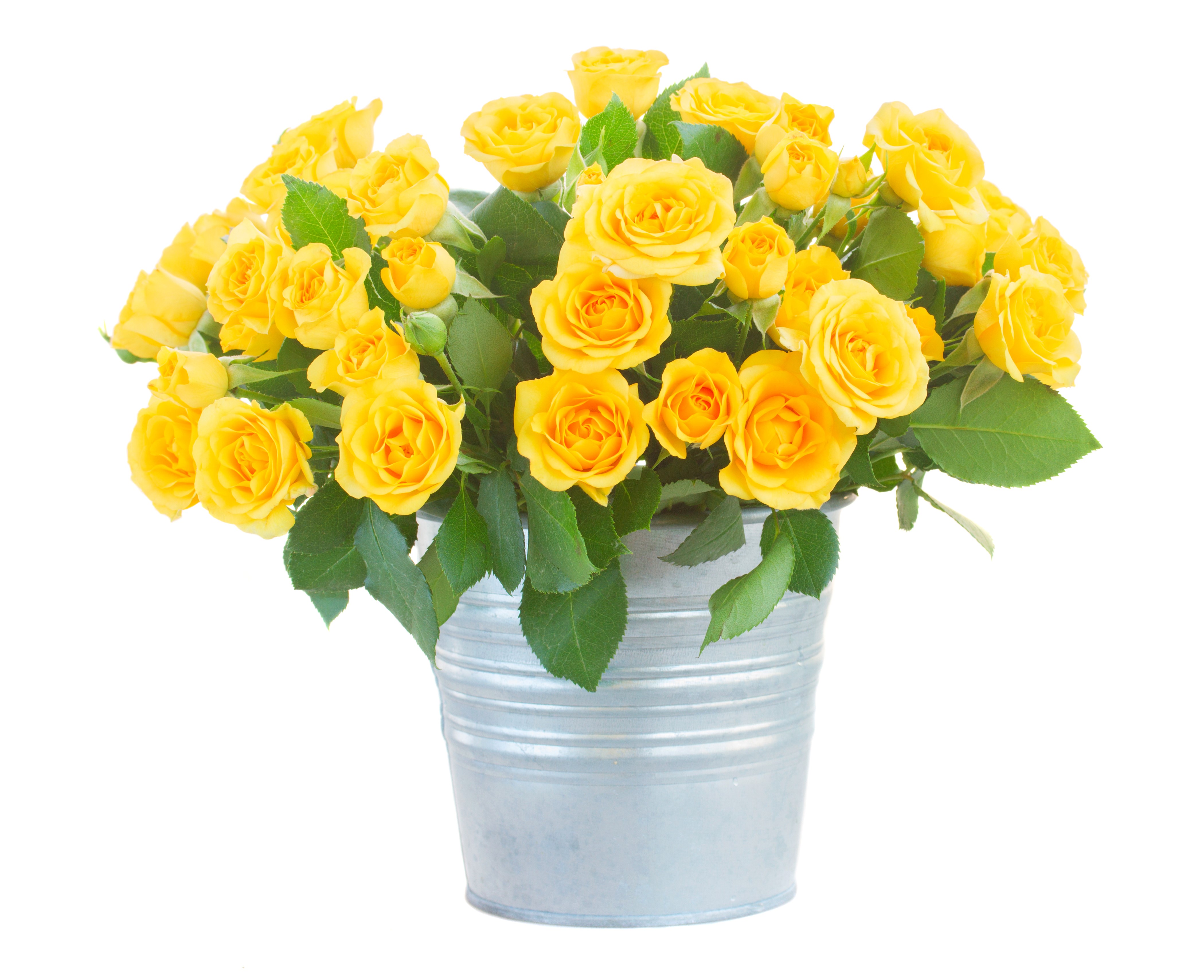 Flower Bucket Wallpapers - Wallpaper Cave