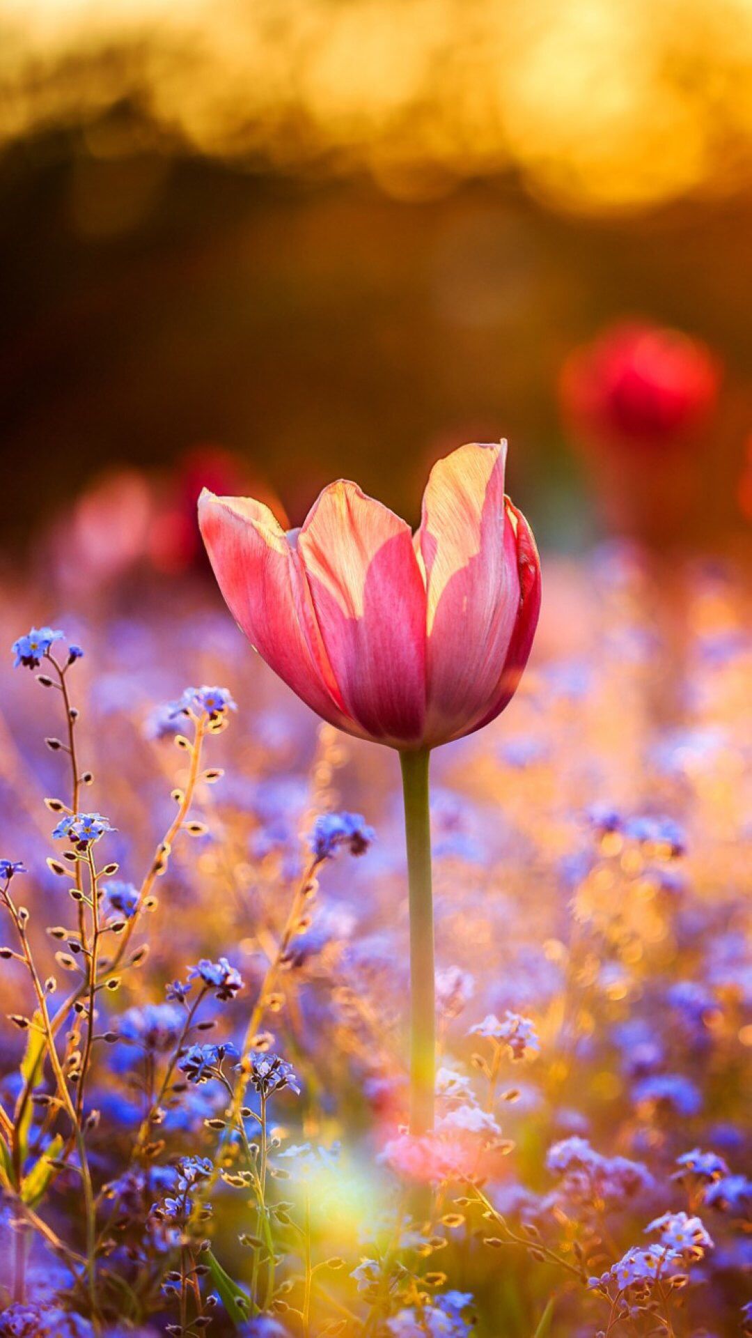 1080x1920 Spring Cottage Wallpapers - Wallpaper Cave