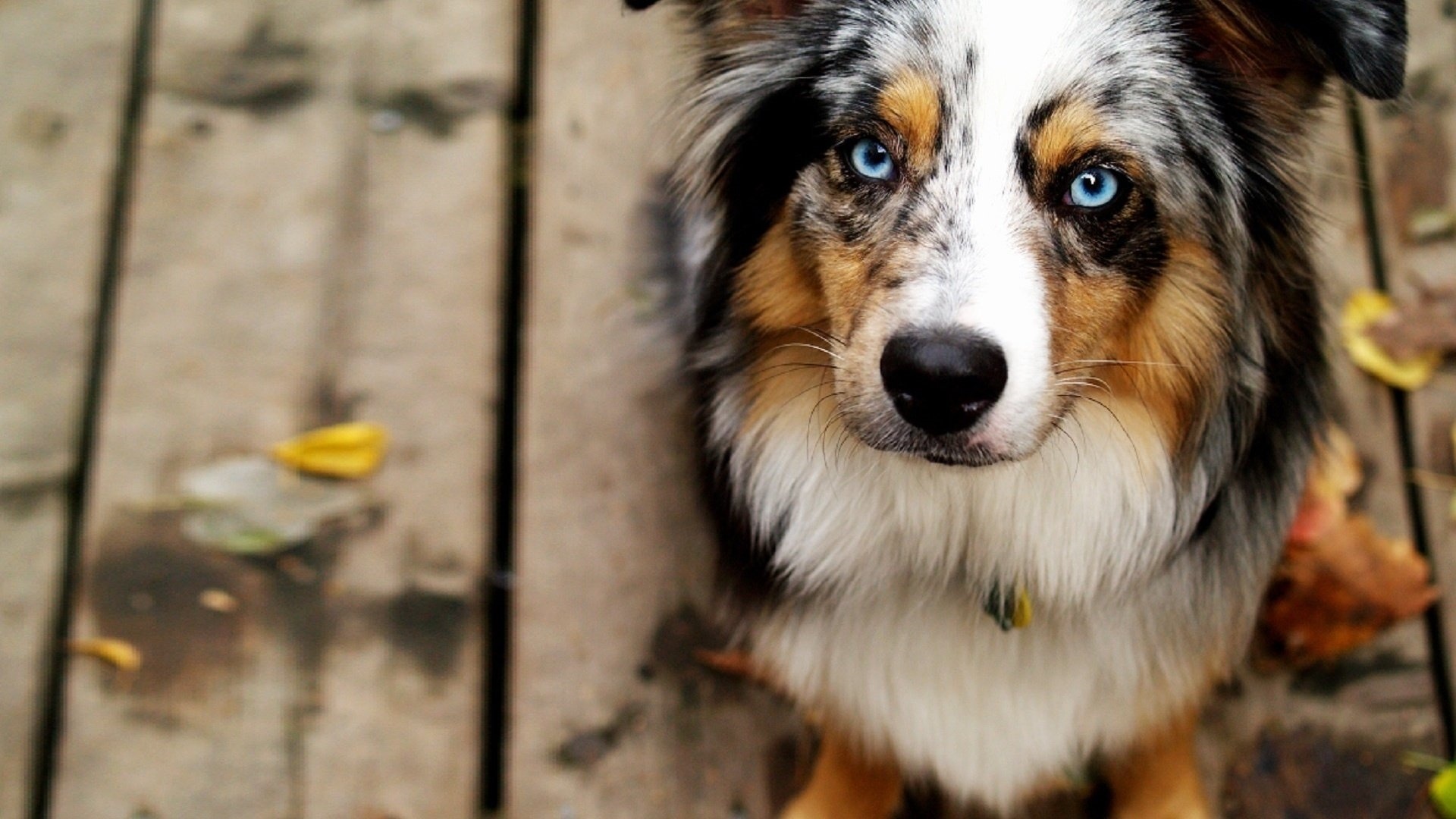 Aussies Wallpapers - Wallpaper Cave