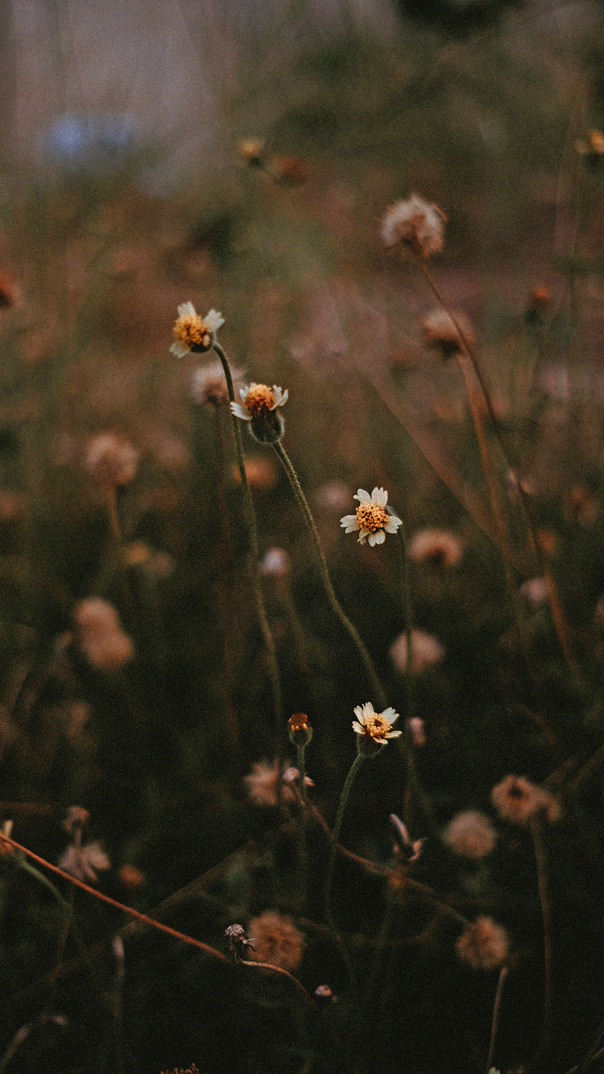 Brown Aesthetic Phone Wallpapers - Wallpaper Cave