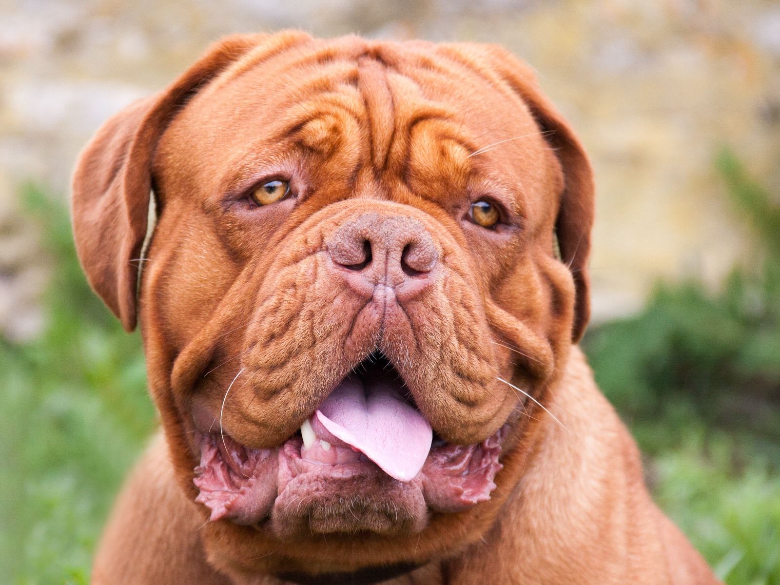 Dogue De Bordeaux Wallpapers - Wallpaper Cave