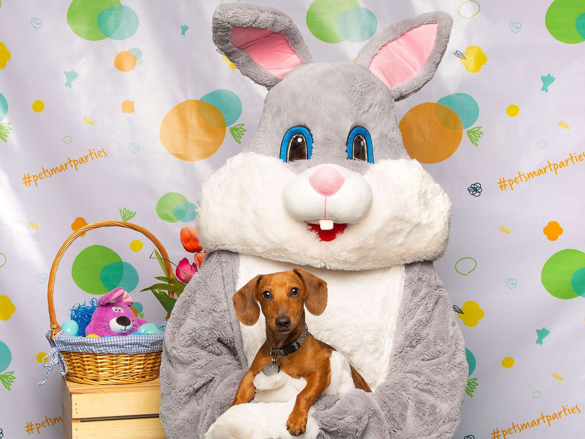 Cat And Dog Easter Wallpapers - Wallpaper Cave
