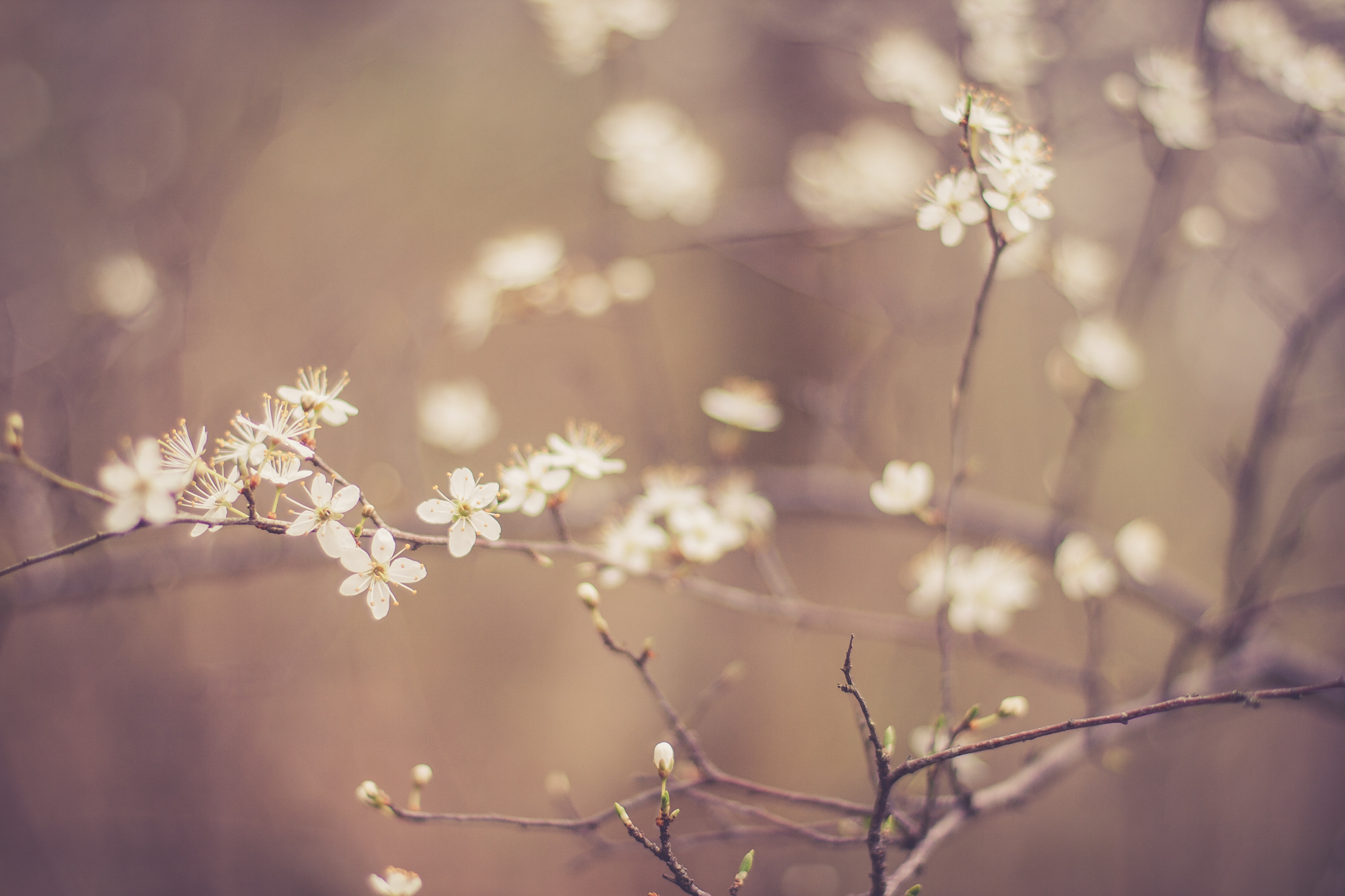 Pastel Brown And White Springtime Wallpapers - Wallpaper Cave