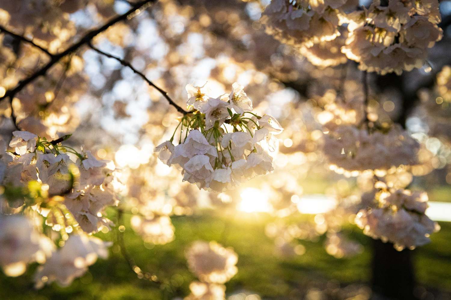 Pastel Brown And White Springtime Wallpapers - Wallpaper Cave
