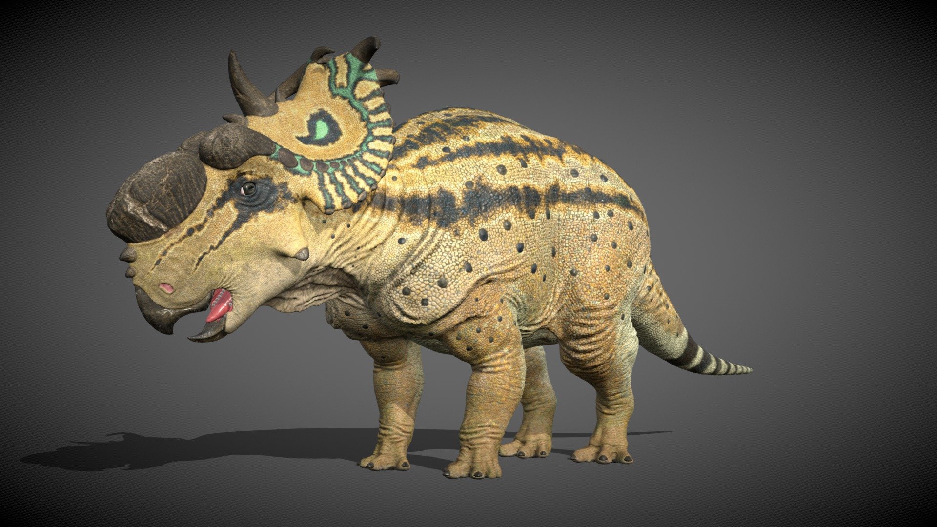 Pachyrhinosaurus Wallpapers Wallpaper Cave