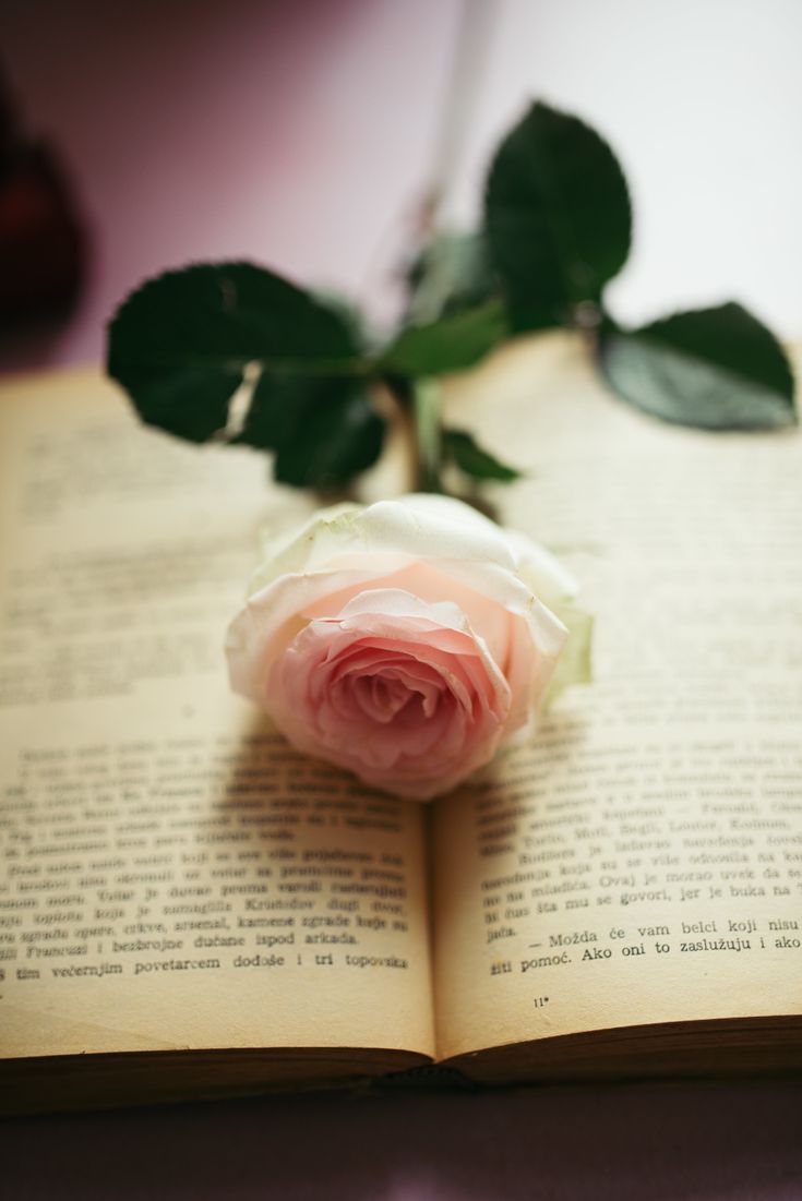 White Book Wallpapers - Wallpaper Cave