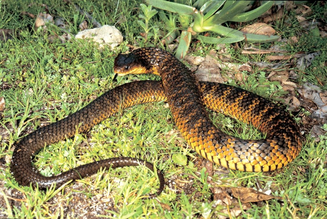 Tiger Snake Wallpapers - Wallpaper Cave