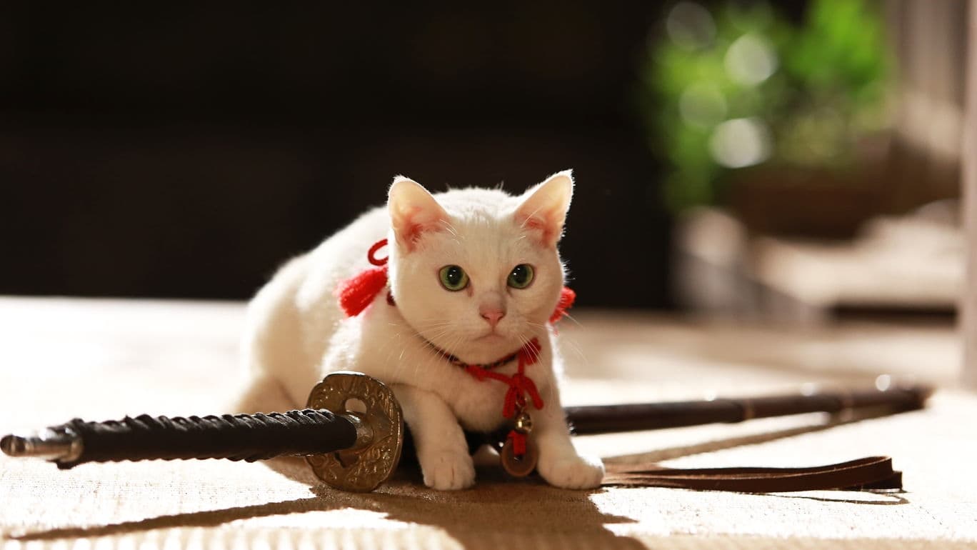 Cat Samurai Wallpapers - Wallpaper Cave