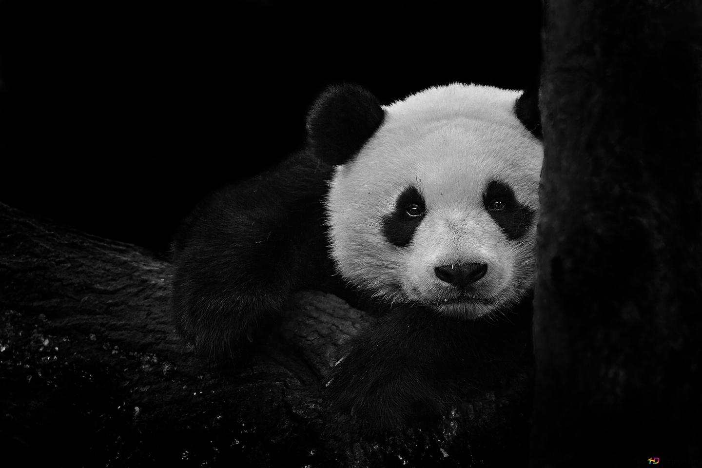 Dark Panda Wallpapers - Wallpaper Cave