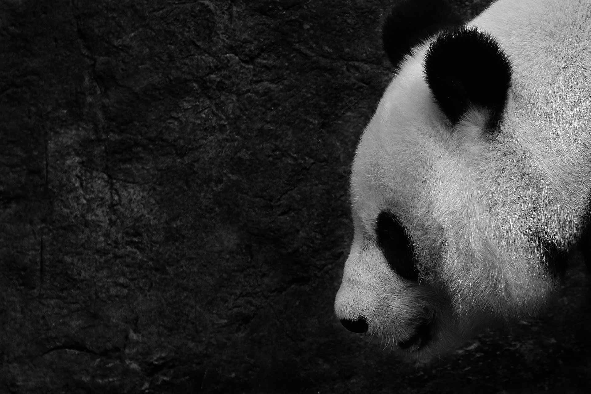Dark Panda Wallpapers - Wallpaper Cave