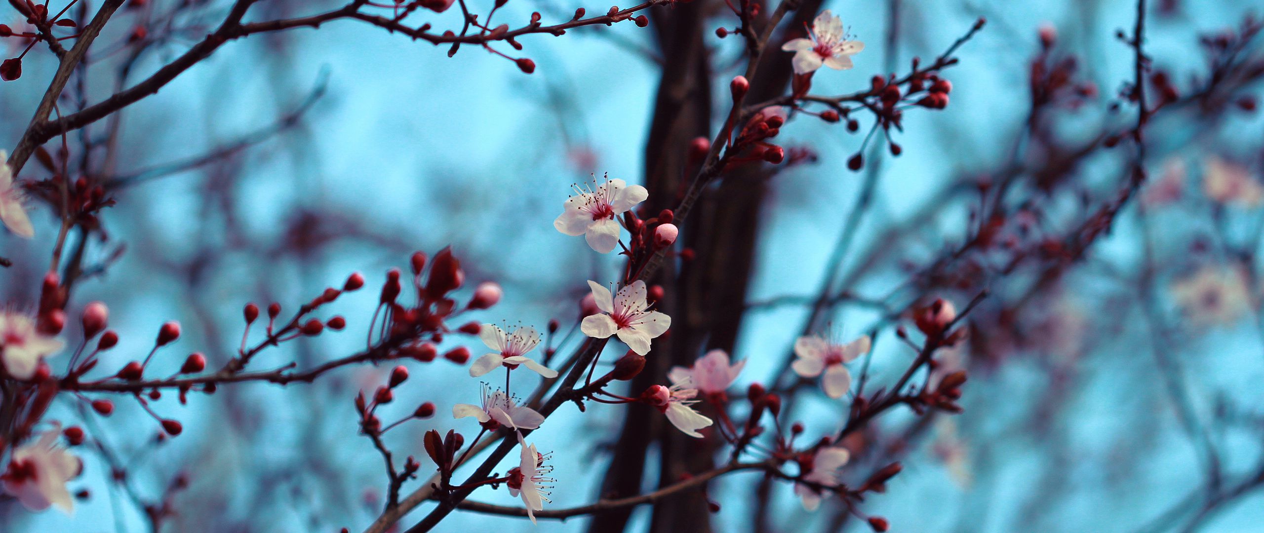 2560x1080 Spring Wallpapers - Wallpaper Cave