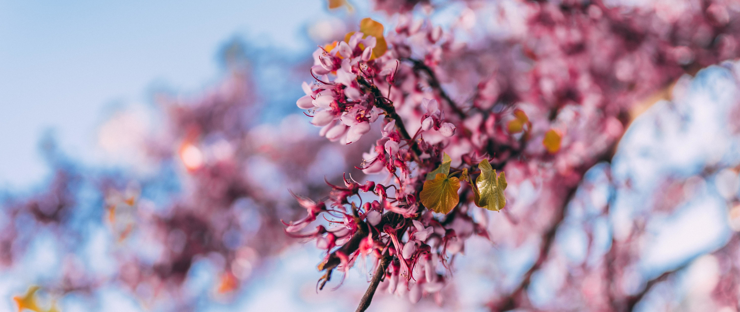 2560x1080 Spring Wallpapers - Wallpaper Cave