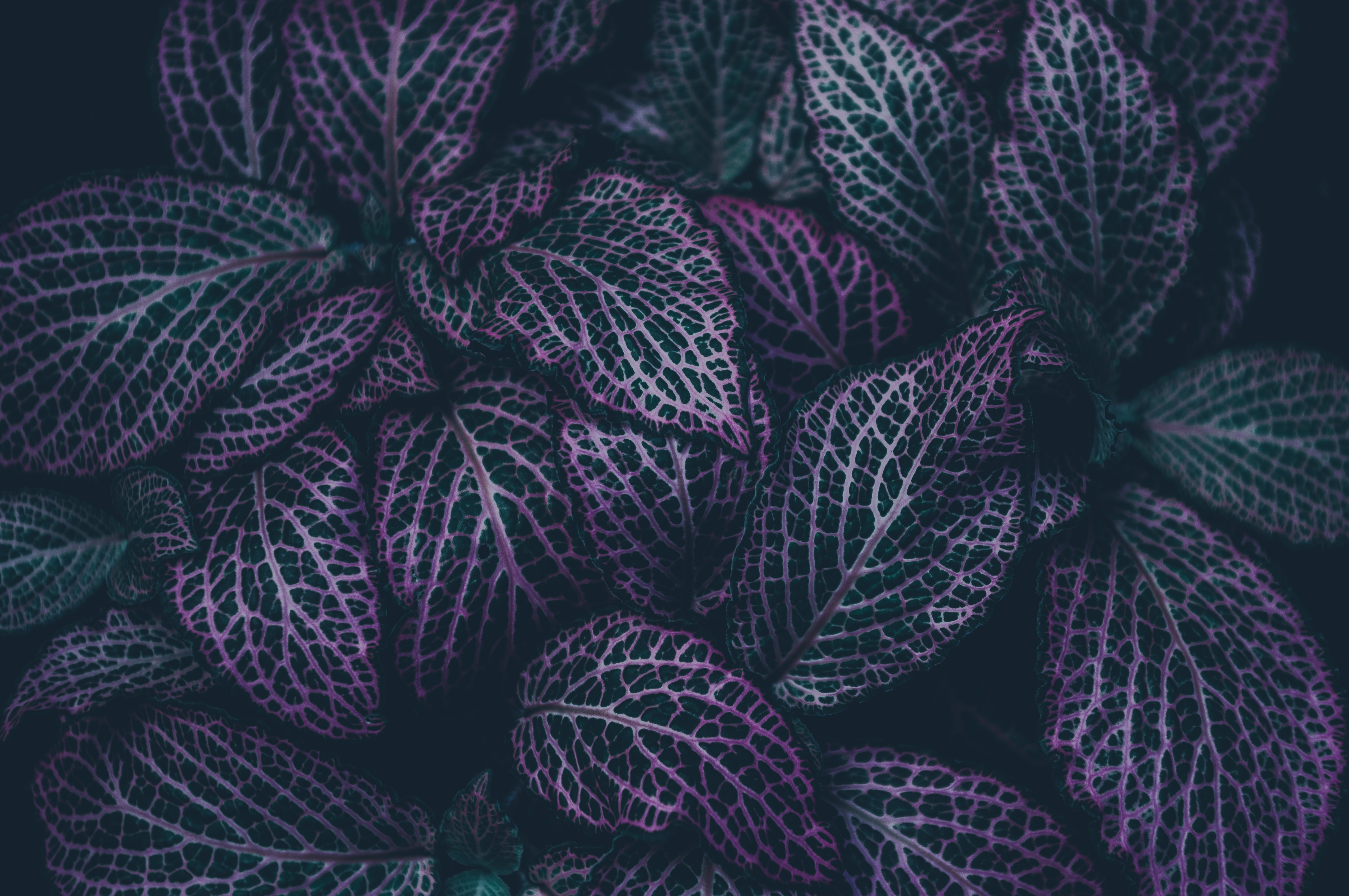 Dark Spring 8k Wallpapers - Wallpaper Cave