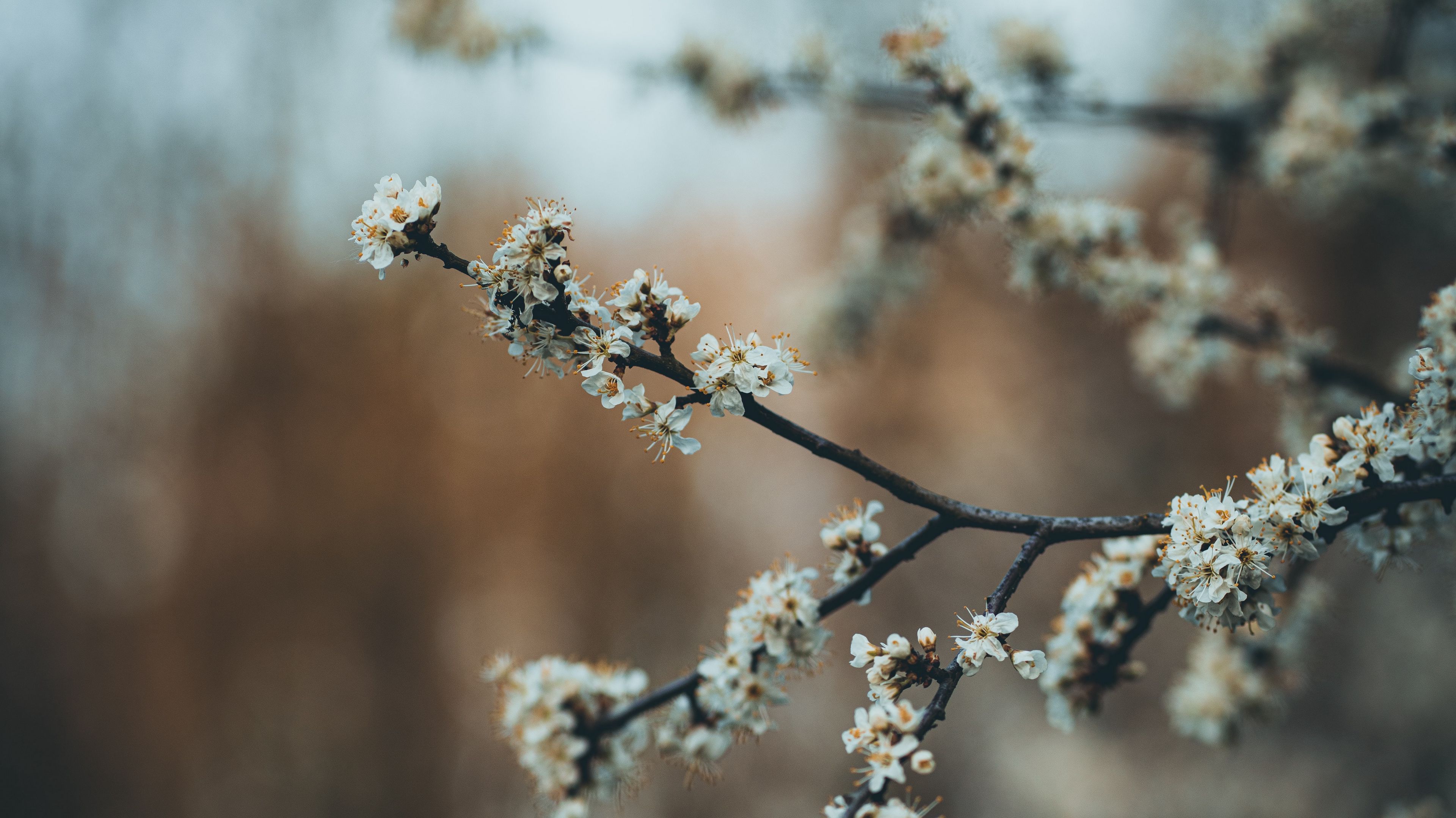 Dark Spring 8k Wallpapers - Wallpaper Cave