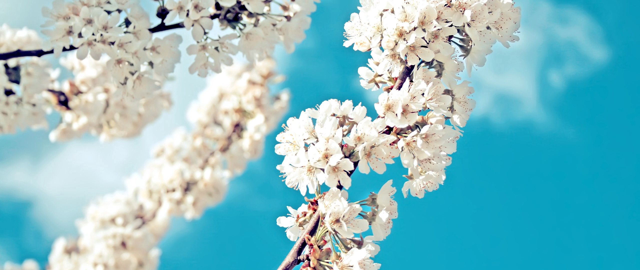 2560x1080 Spring Wallpapers - Wallpaper Cave