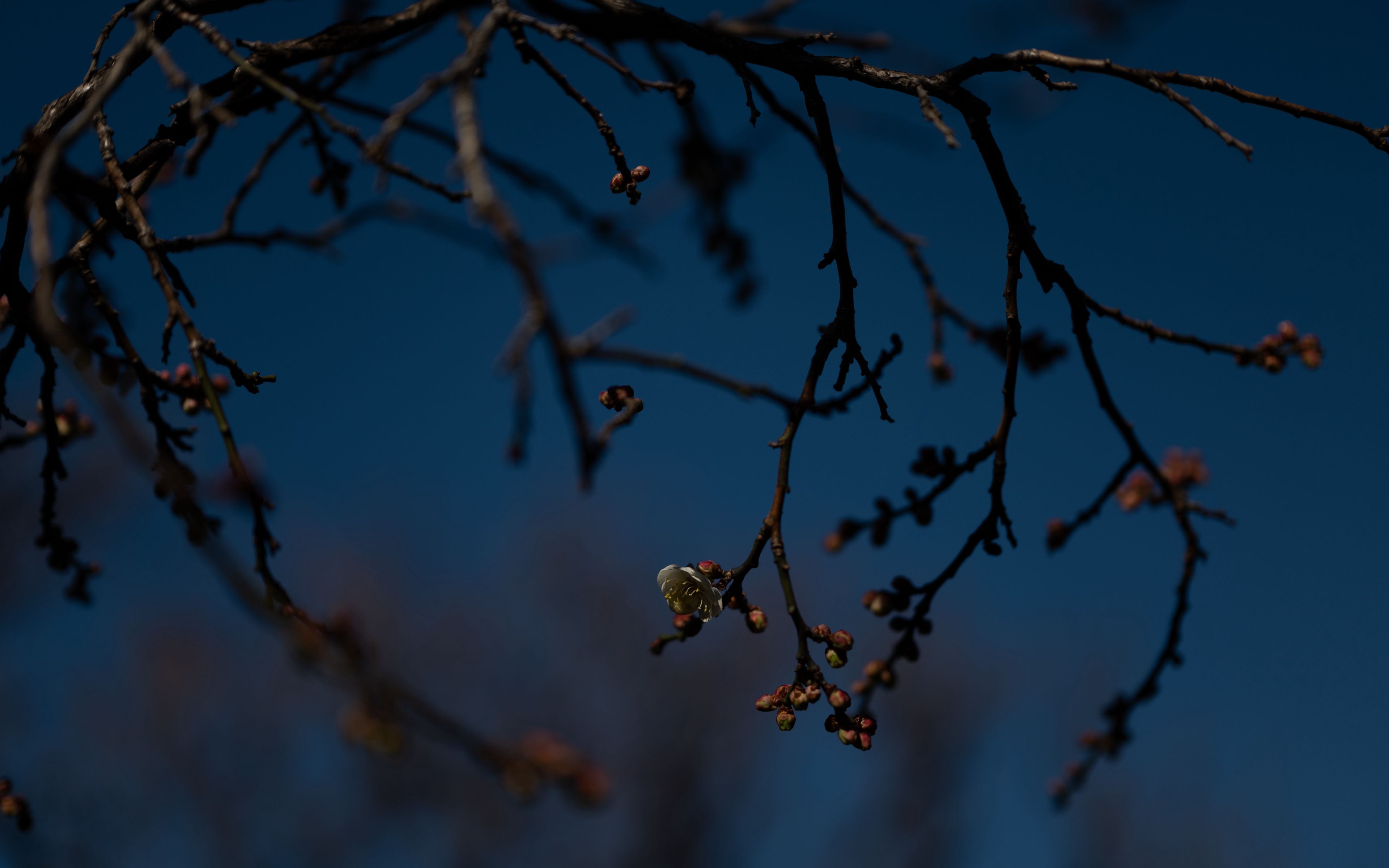 Dark Spring 8k Wallpapers - Wallpaper Cave