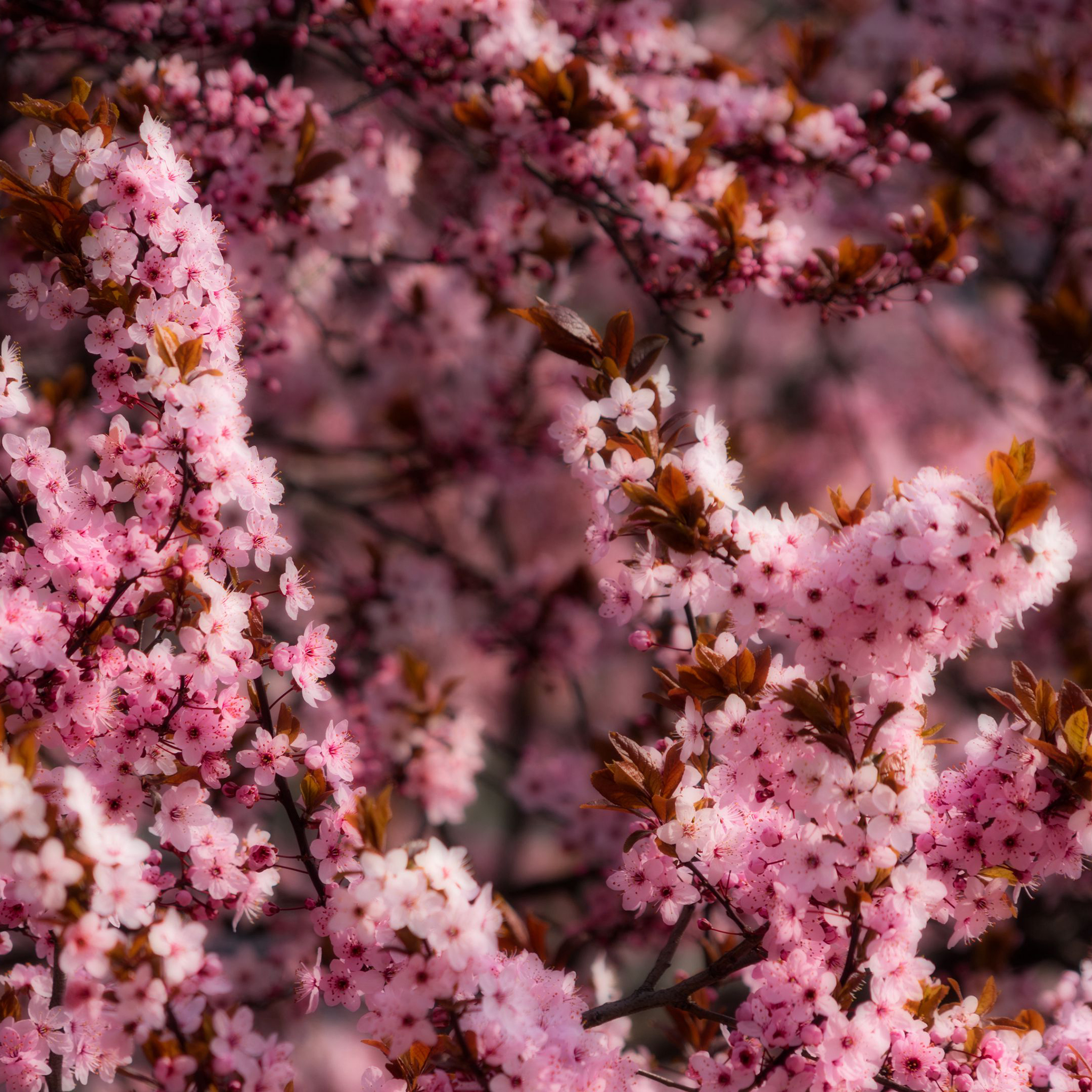 Dark Spring 8k Wallpapers - Wallpaper Cave