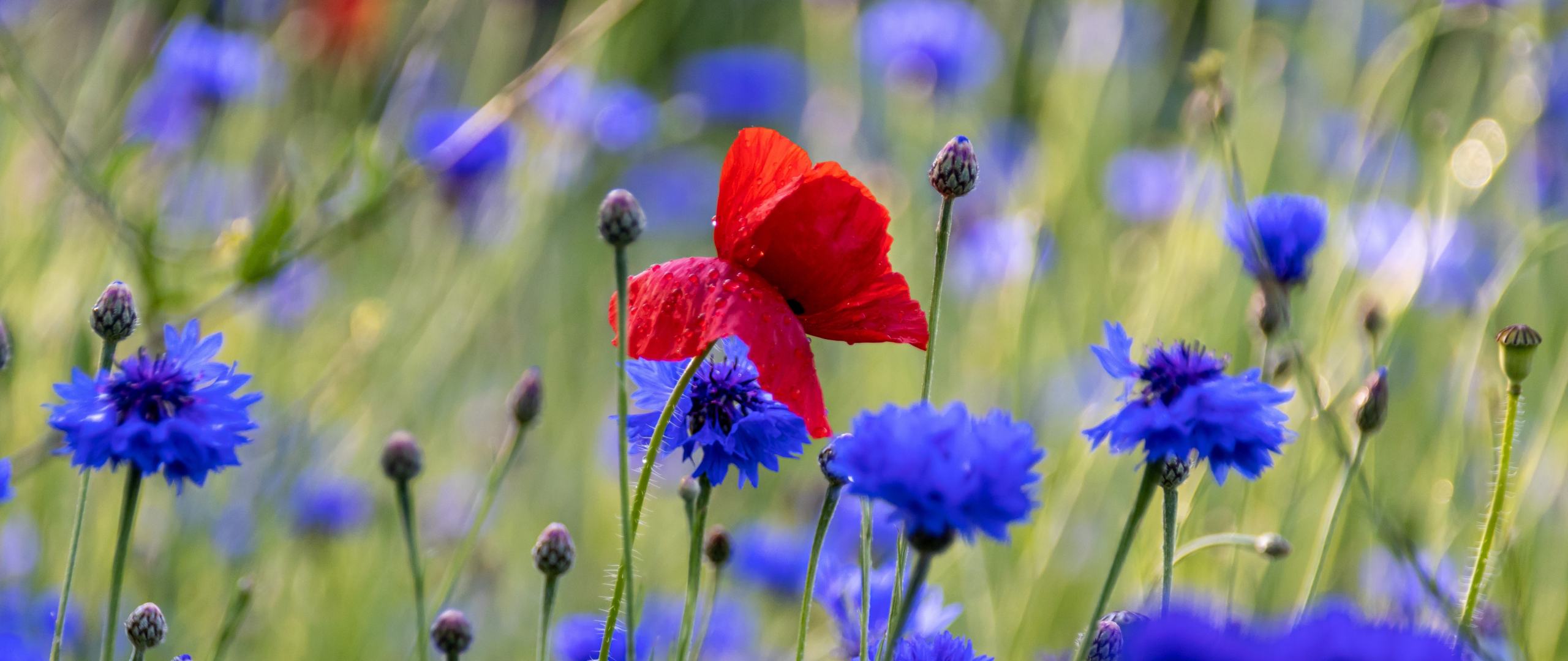 2560x1080 Spring Wallpapers - Wallpaper Cave