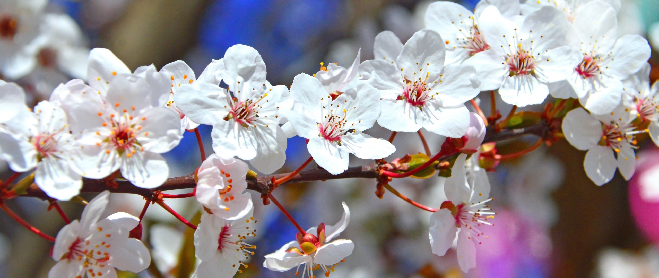 2560x1080 Spring Wallpapers - Wallpaper Cave