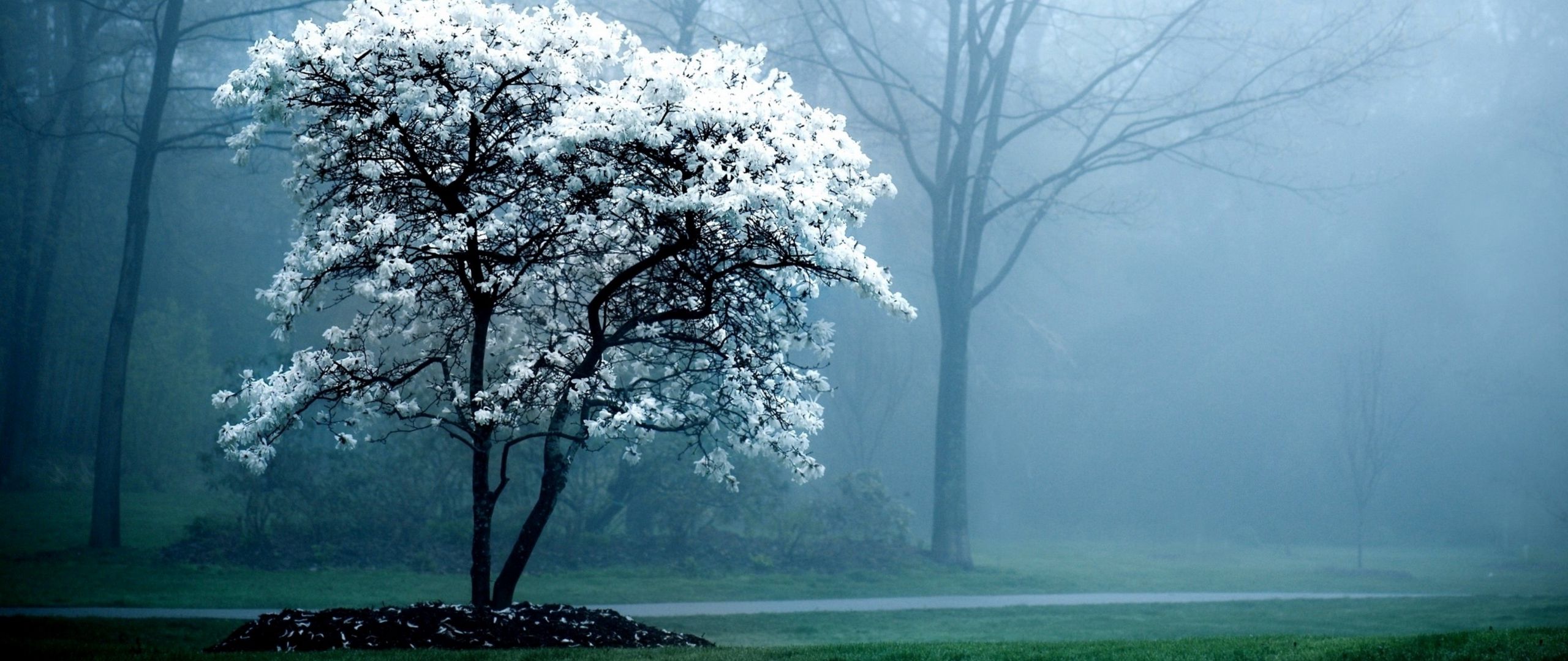 2560x1080 Spring Wallpapers - Wallpaper Cave