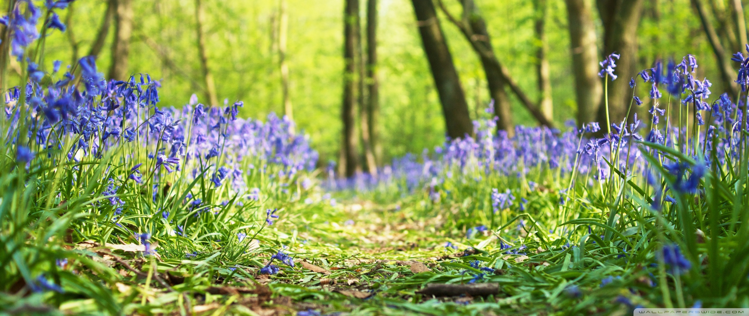 2560x1080 Spring Wallpapers - Wallpaper Cave