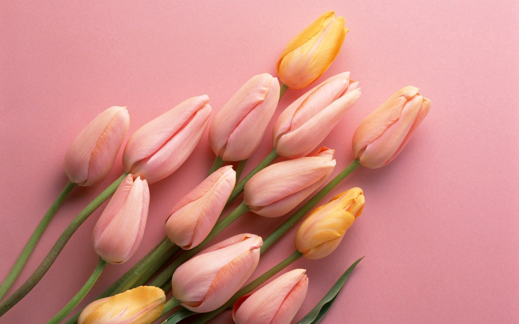 Peach Tulips Wallpapers - Wallpaper Cave
