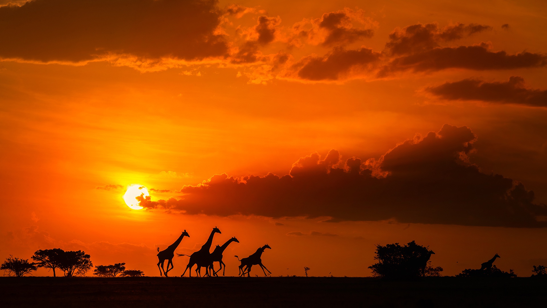 African Giraffe Sunset Wallpapers - Wallpaper Cave