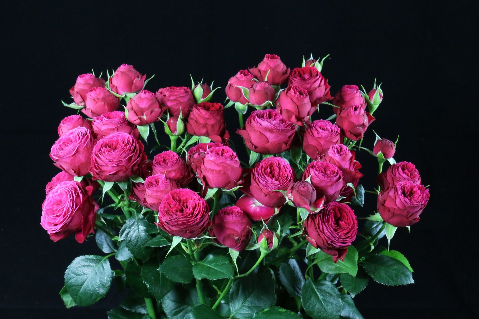 Roses And Bubbles Wallpapers - Wallpaper Cave