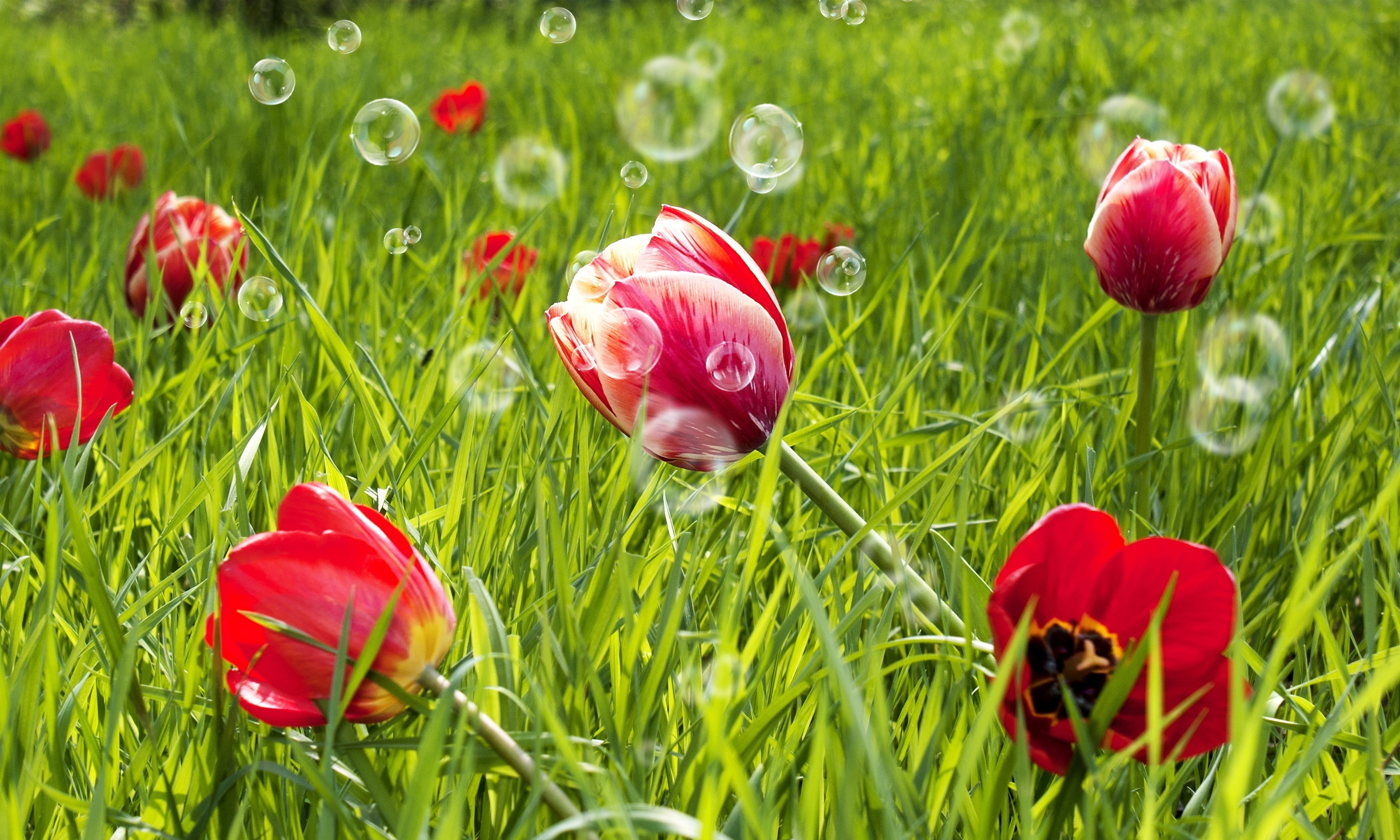 Roses And Bubbles Wallpapers - Wallpaper Cave