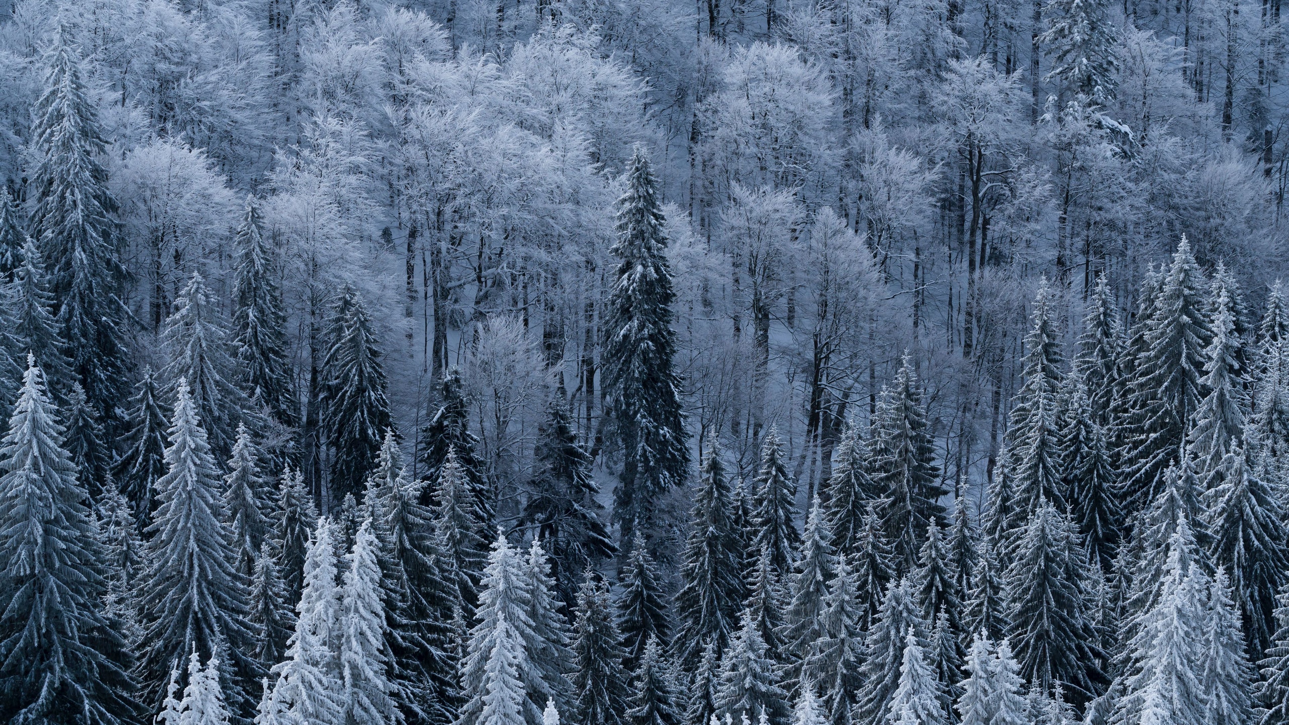 Winter Forest Aerial View Wallpapers - Wallpaper Cave