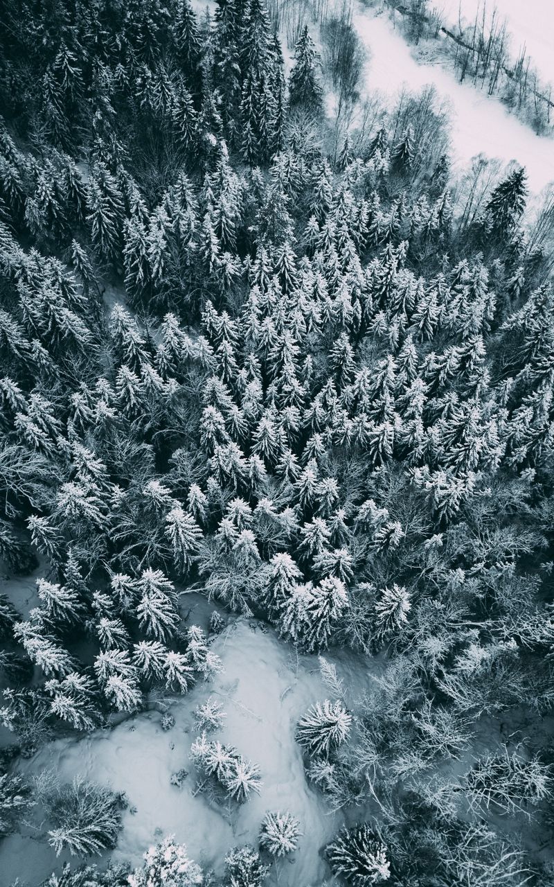 Winter Forest Aerial View Wallpapers - Wallpaper Cave