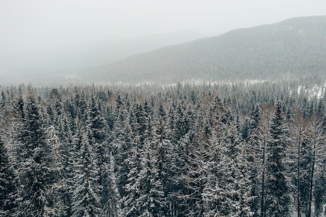 Winter Forest Aerial View Wallpapers - Wallpaper Cave
