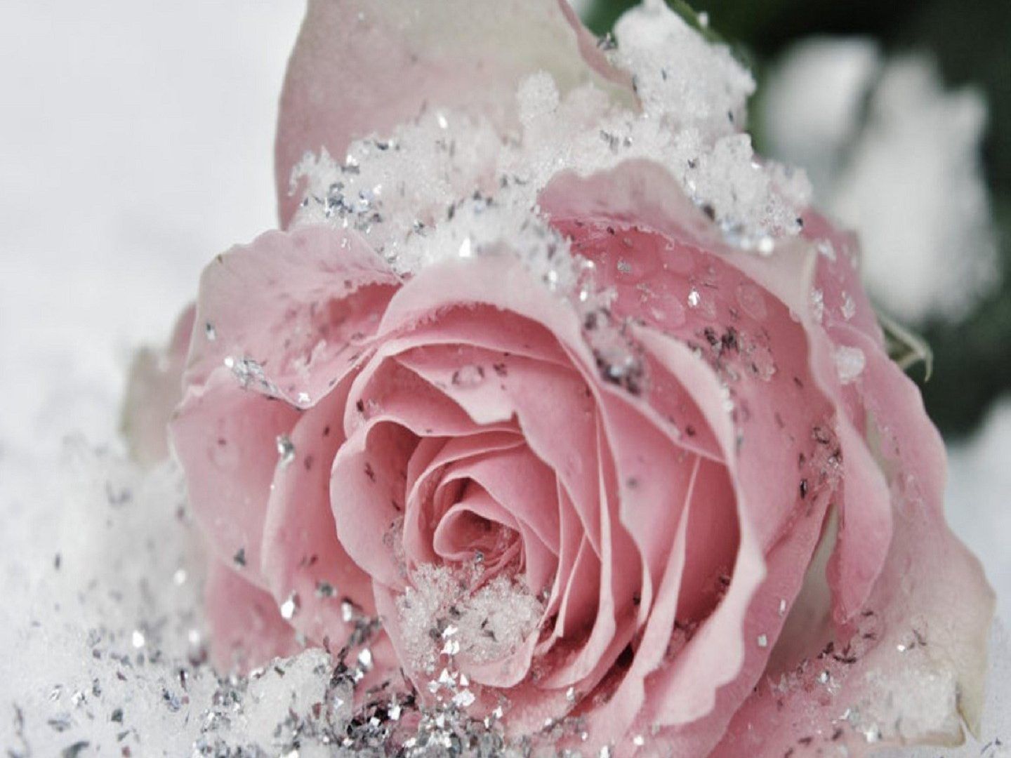 Pink Winter Roses Wallpapers - Wallpaper Cave