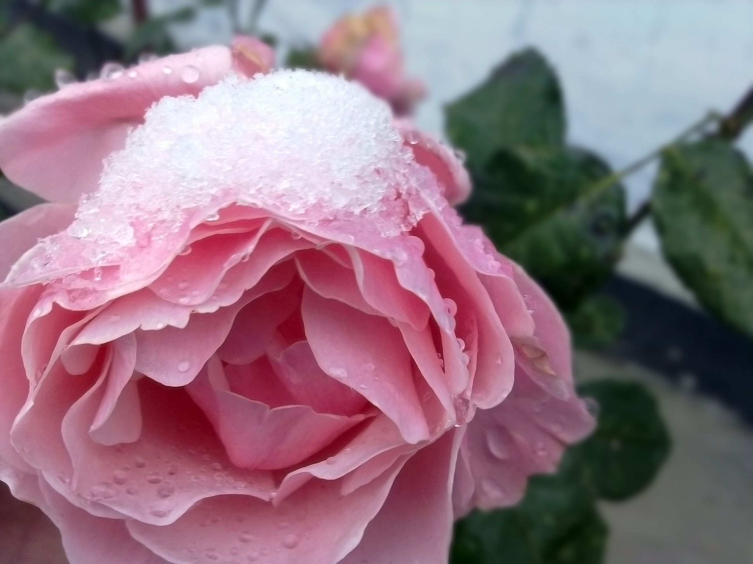 Pink Winter Roses Wallpapers - Wallpaper Cave