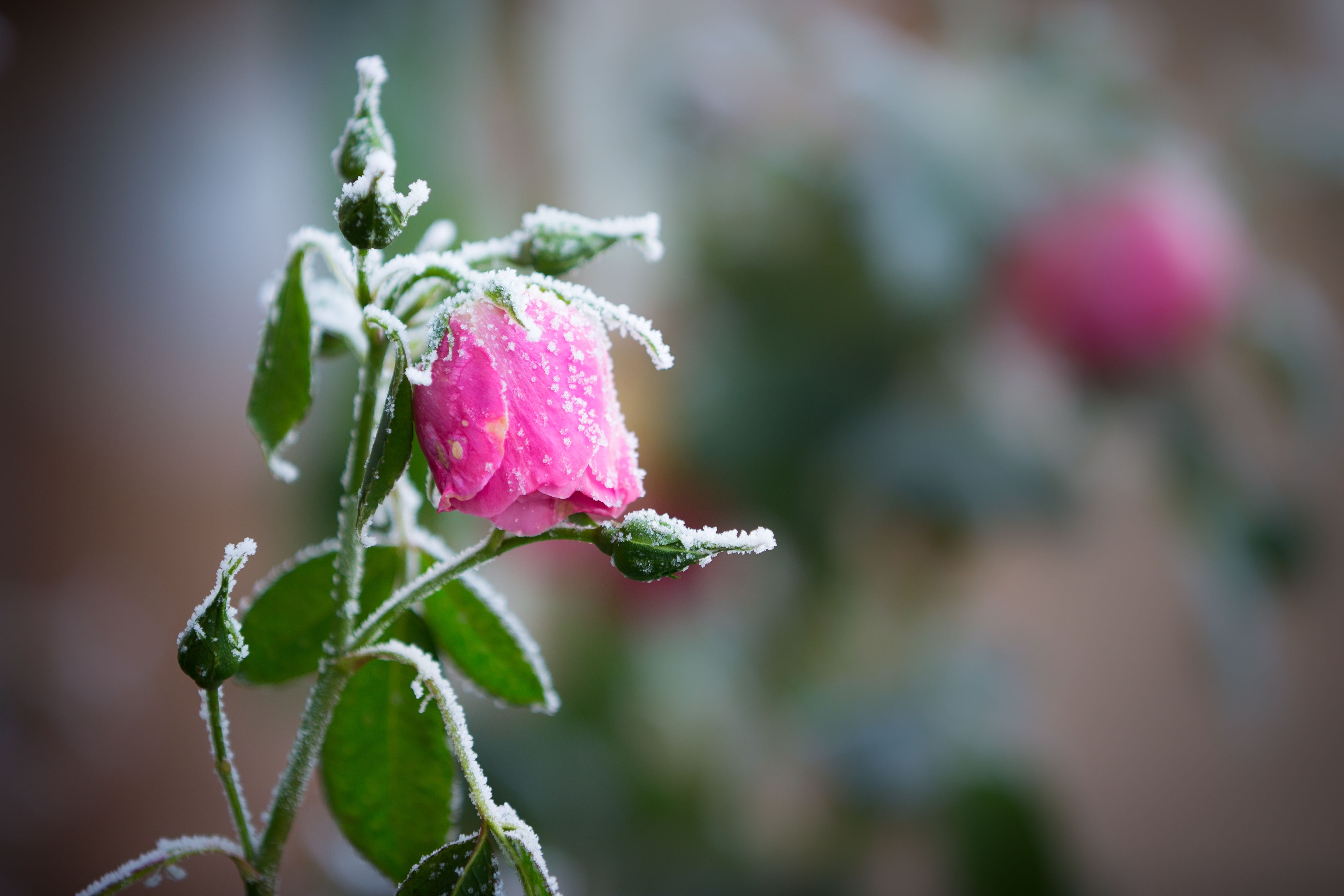 Pink Winter Roses Wallpapers - Wallpaper Cave