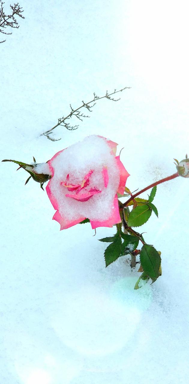 Pink Winter Roses Wallpapers - Wallpaper Cave
