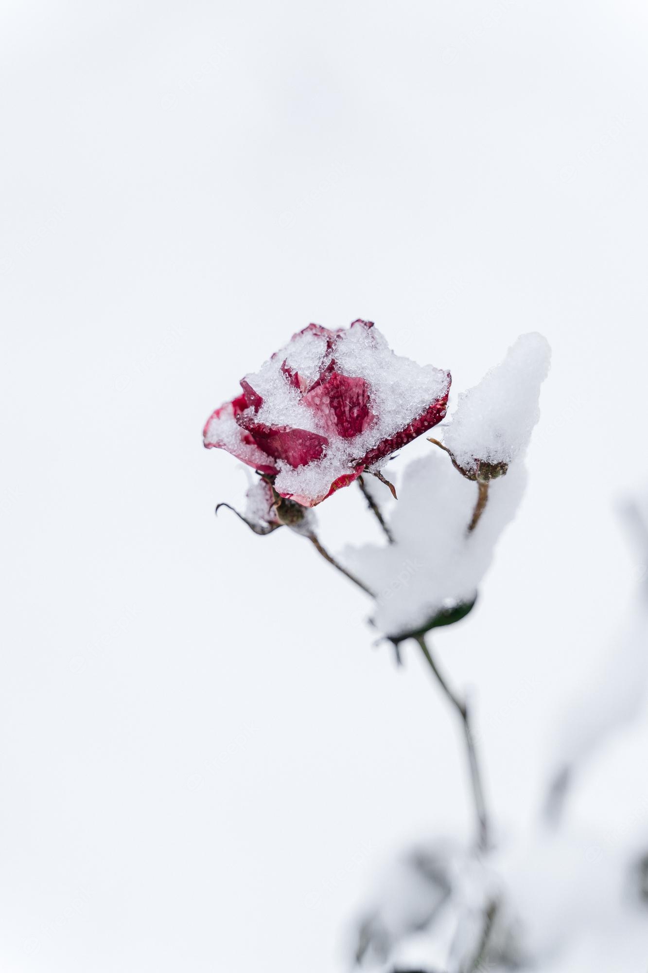 Pink Winter Roses Wallpapers - Wallpaper Cave