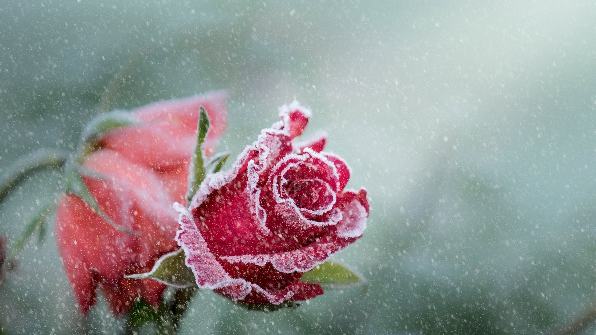 Pink Winter Roses Wallpapers - Wallpaper Cave
