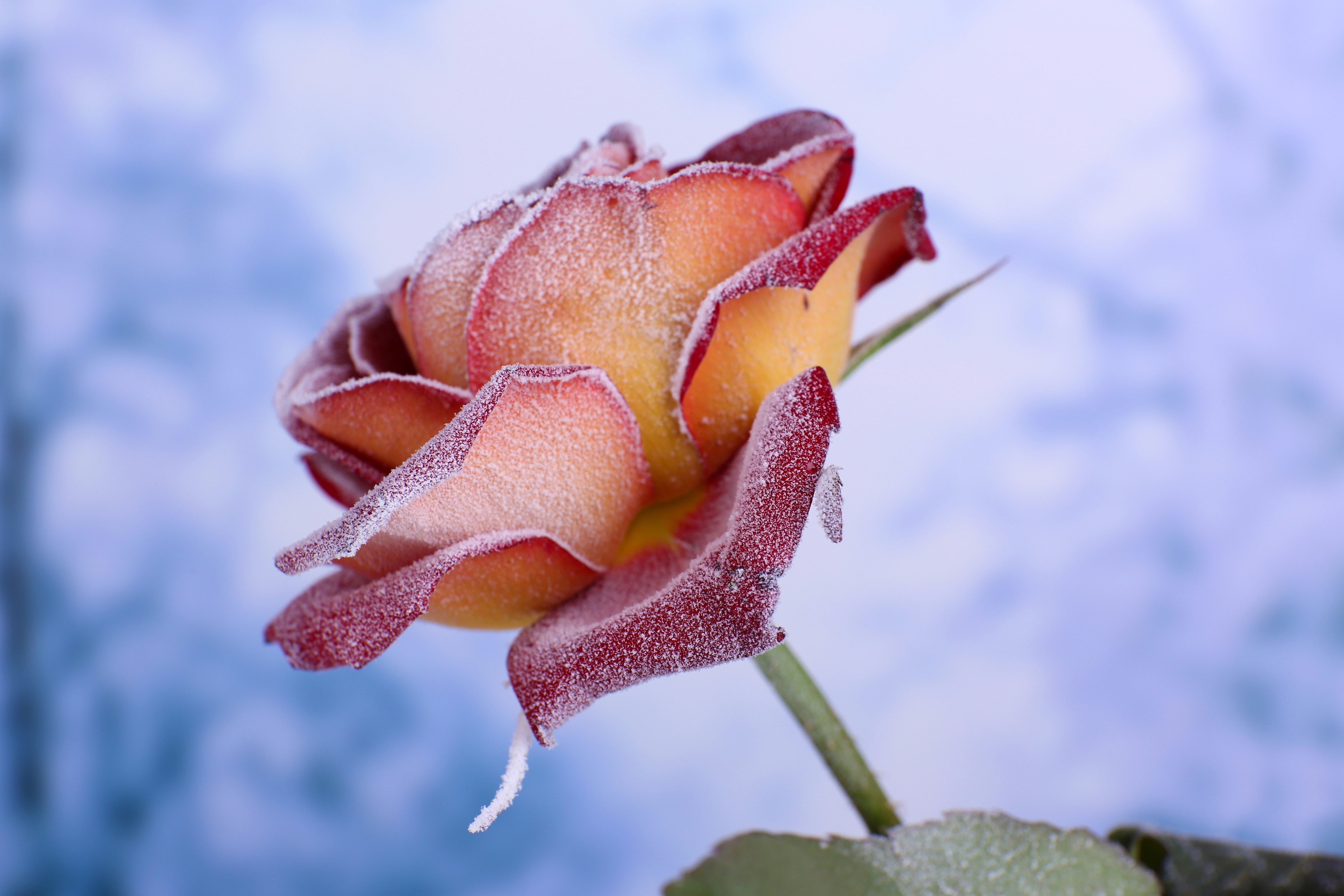 Pink Winter Roses Wallpapers - Wallpaper Cave
