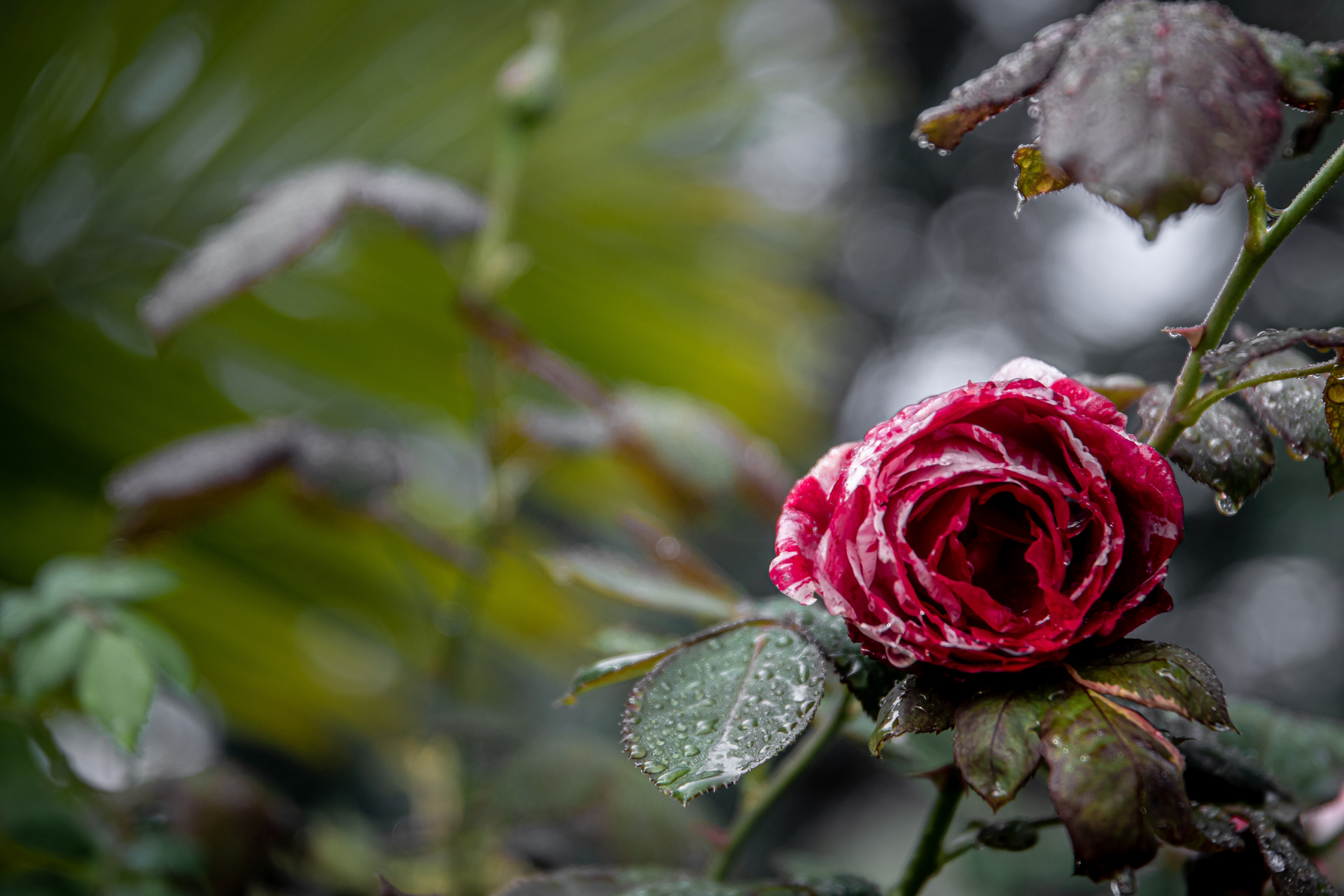 Pink Winter Roses Wallpapers - Wallpaper Cave