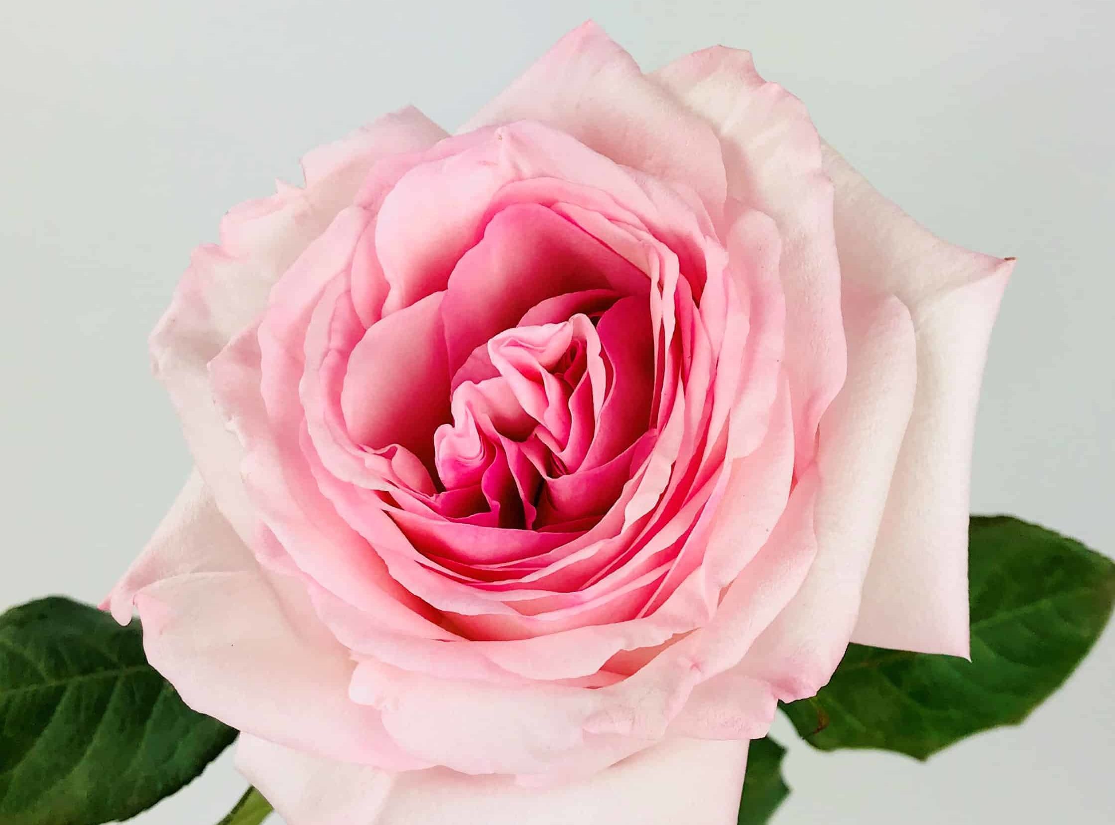 Pink Winter Roses Wallpapers - Wallpaper Cave