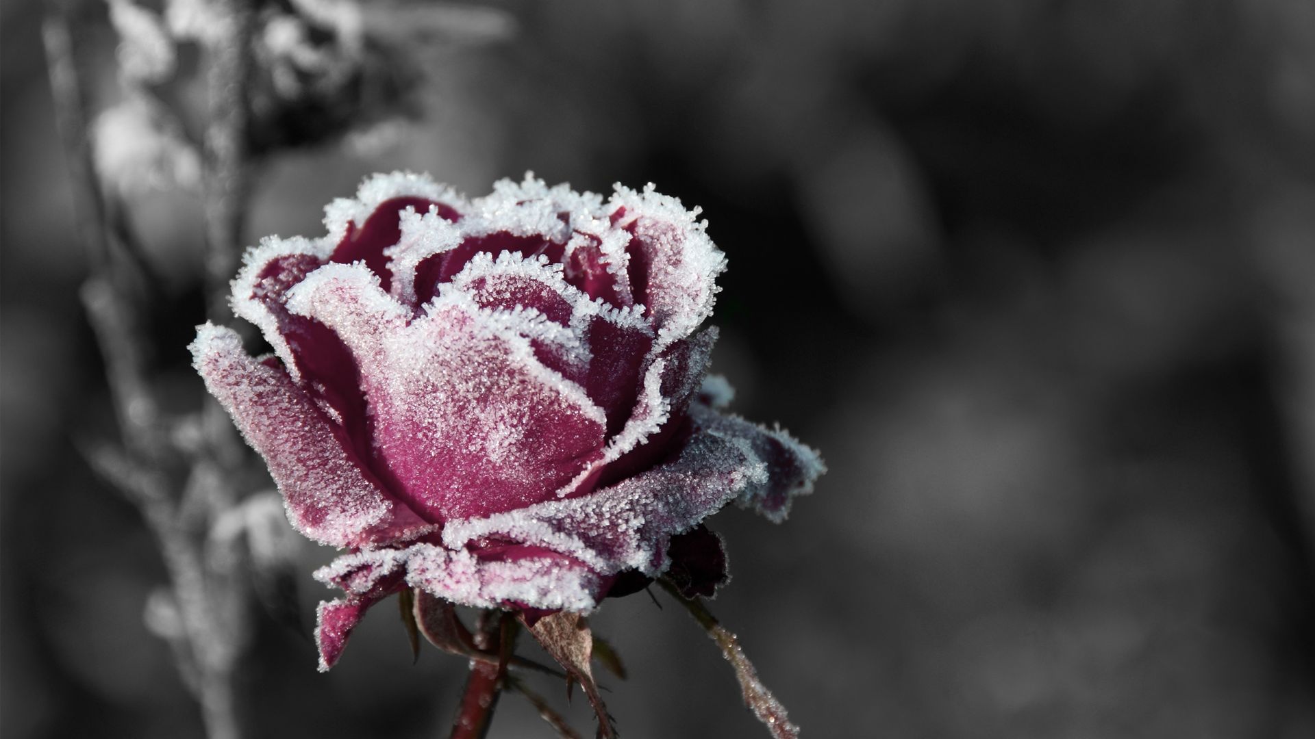 Pink Winter Roses Wallpapers - Wallpaper Cave