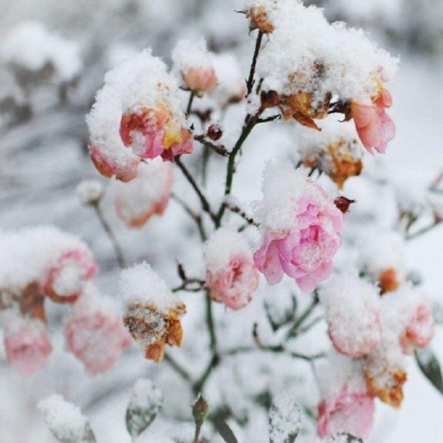 Pink Winter Roses Wallpapers - Wallpaper Cave