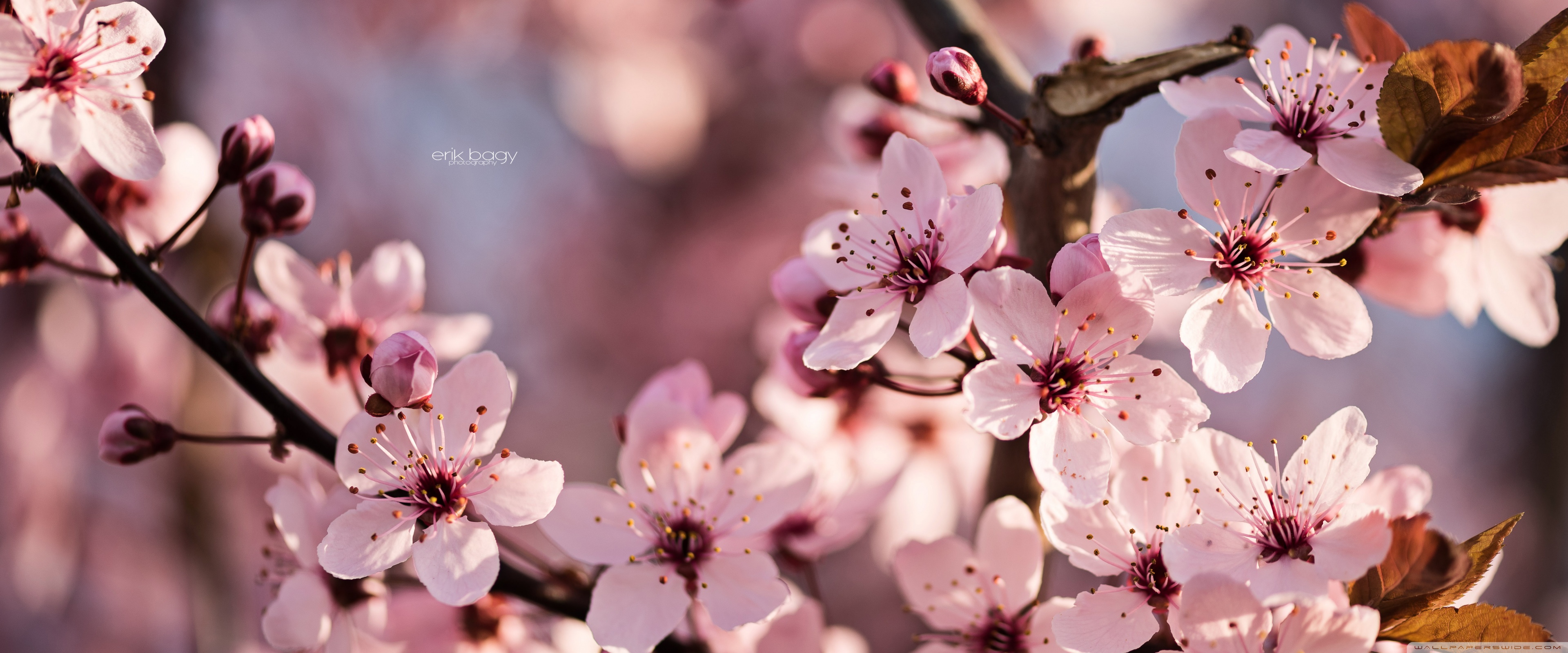 Super Ultrawide Spring Wallpapers - Wallpaper Cave