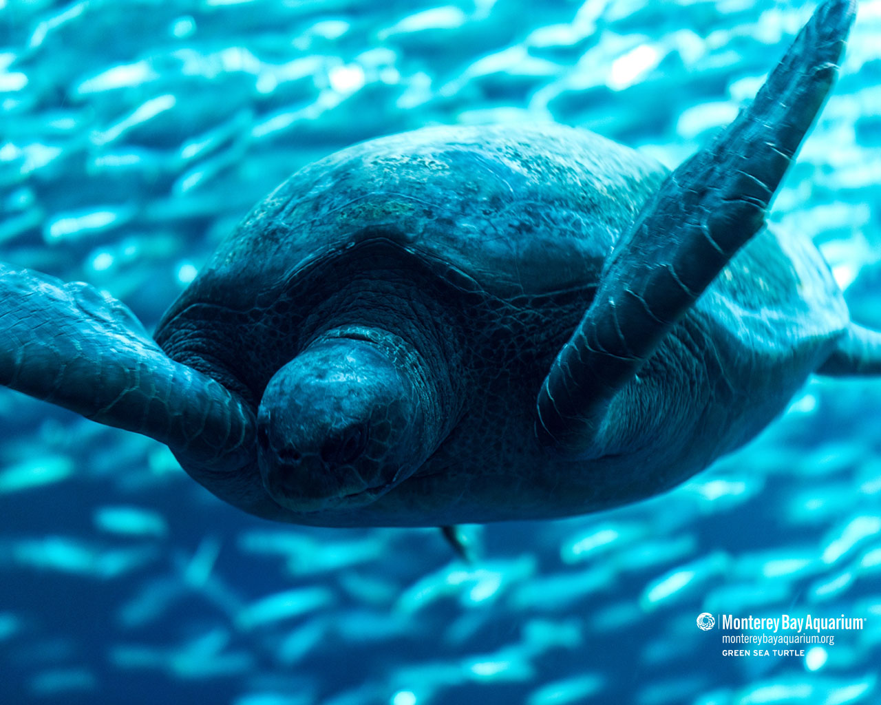 Cool Turtles Wallpapers - Wallpaper Cave