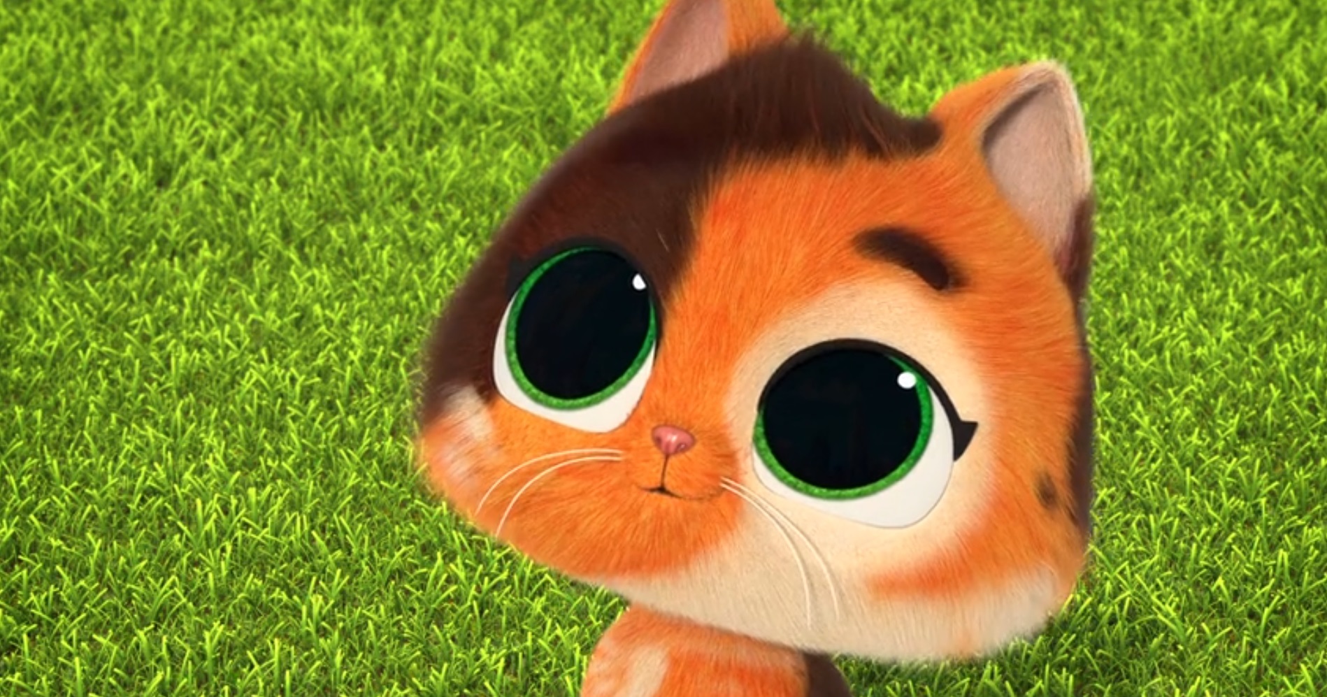 SuperKitties Wallpapers - Wallpaper Cave