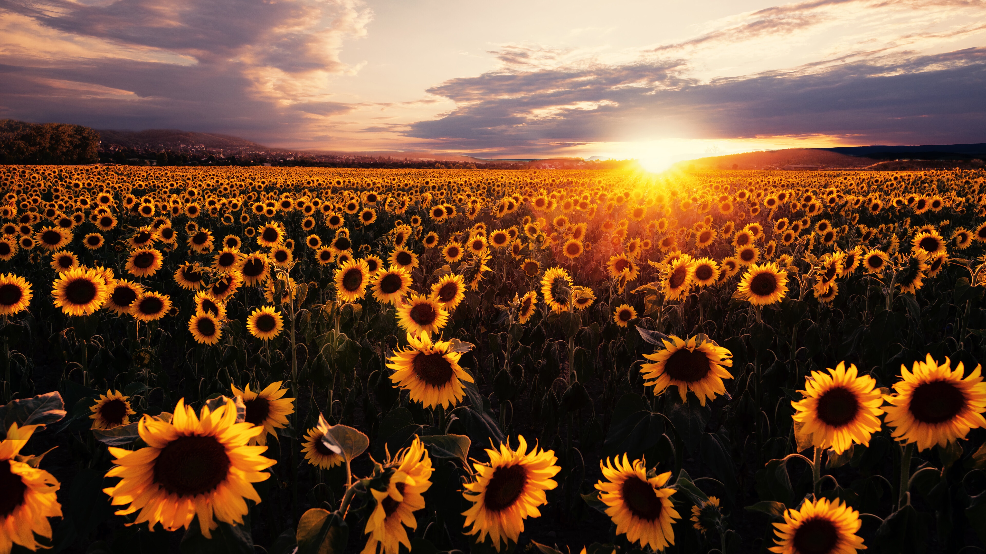 Sunflower PC Wallpapers - Wallpaper Cave