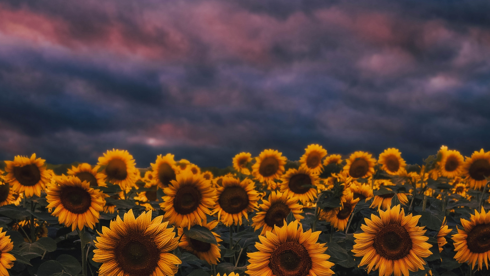 Sunflower PC Wallpapers - Wallpaper Cave