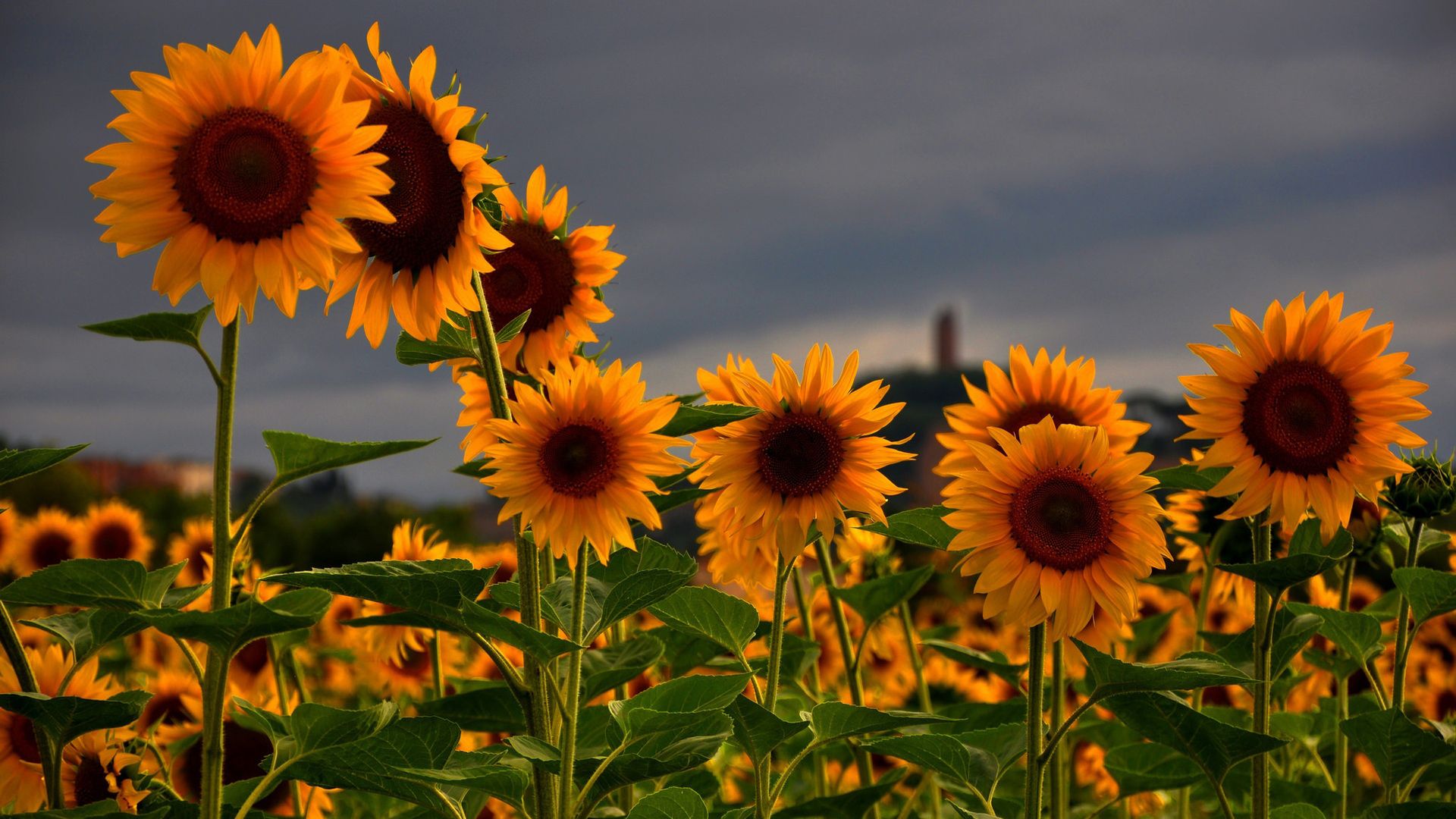 Sunflower PC Wallpapers - Wallpaper Cave